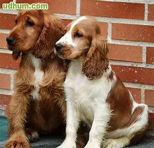 Pyramids and temples exploration - Collection | OpenSea