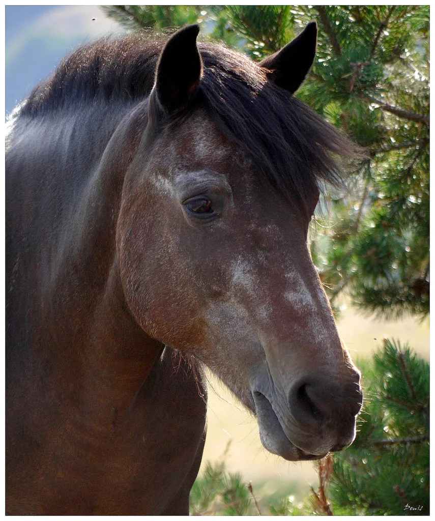 Culinary skills honed - Collection | OpenSea