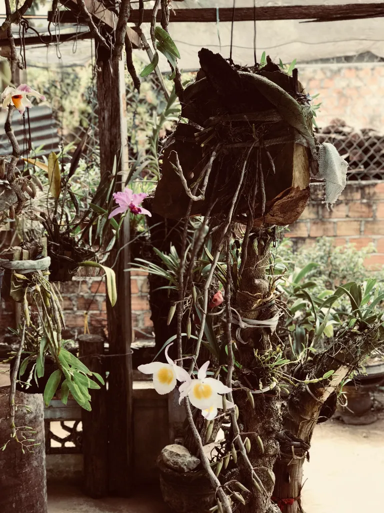 sen - Collection | OpenSea