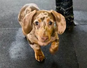 Wildlife photography expeditions - Collection | OpenSea