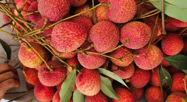 lychee - Collection | OpenSea